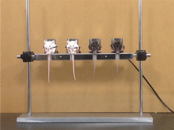 [Researcher of the Month] Finding a Cure Through Direct Intranasal Delivery