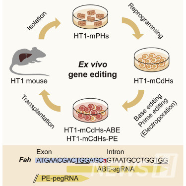 Developing Gene-editing Cell Therapy Products with Fewer Side Effects