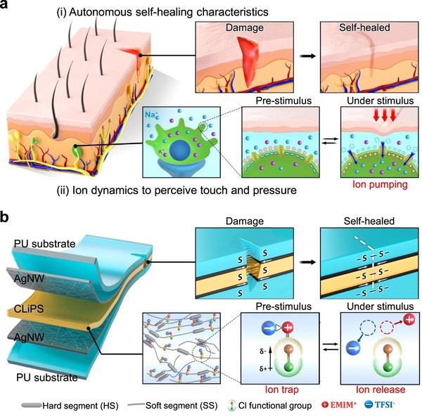 Restoring Physical Damage And Tactile Function with Self-healable ...