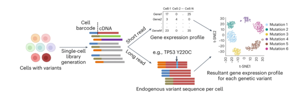 Cancer Genetic Mutation Analysis, Which Used to Take Over 10 Years, Can ...