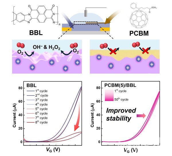 张在英教授，通过OECT生物传感器引领尖端技术创新